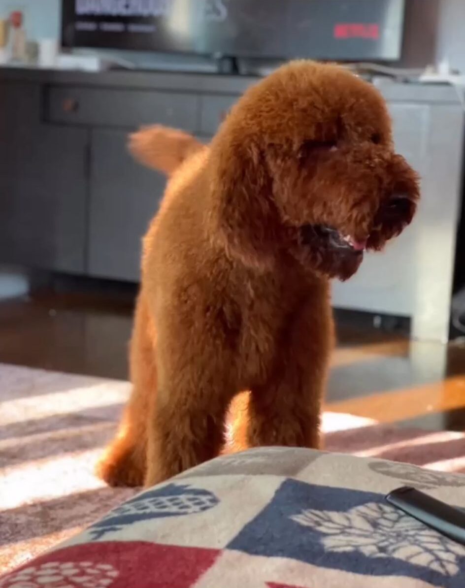 Giant Toy Poodle Puppies | Royal Doodle Haus