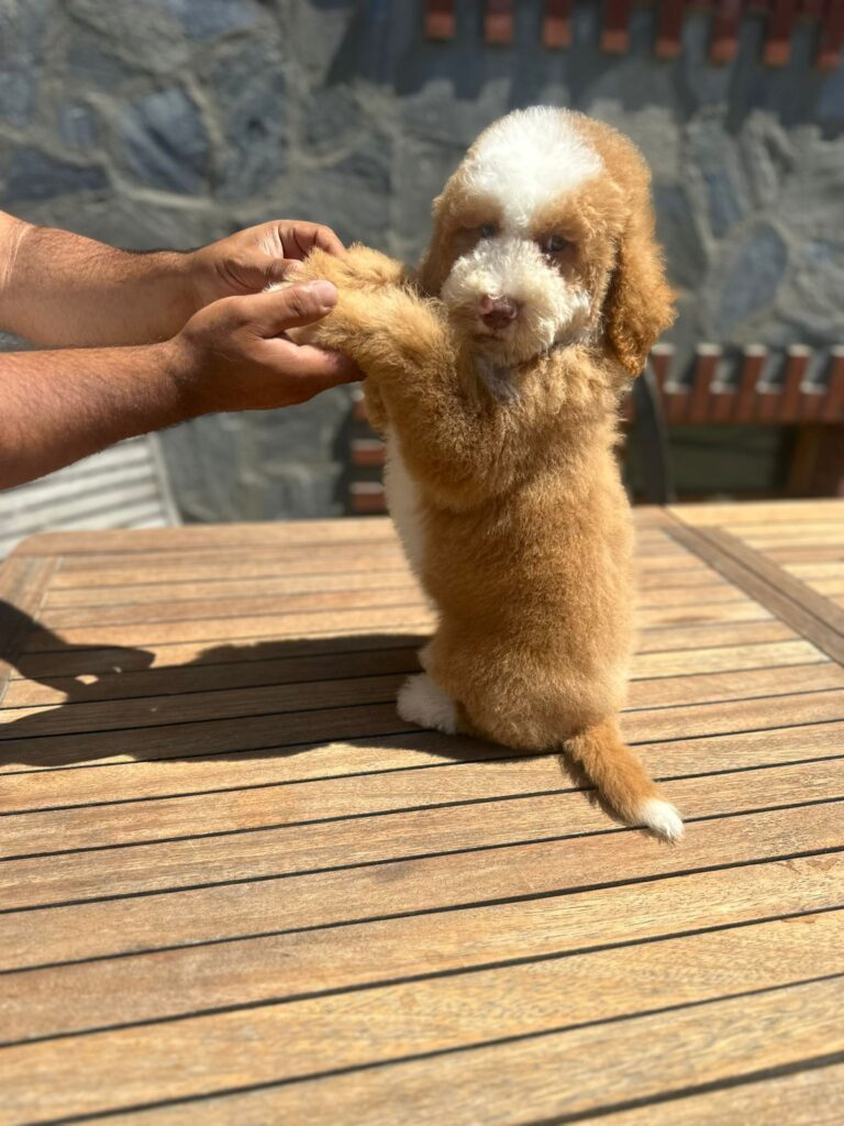 Martin — Red & White Particolour Standard Poodle | Royal Doodle Haus