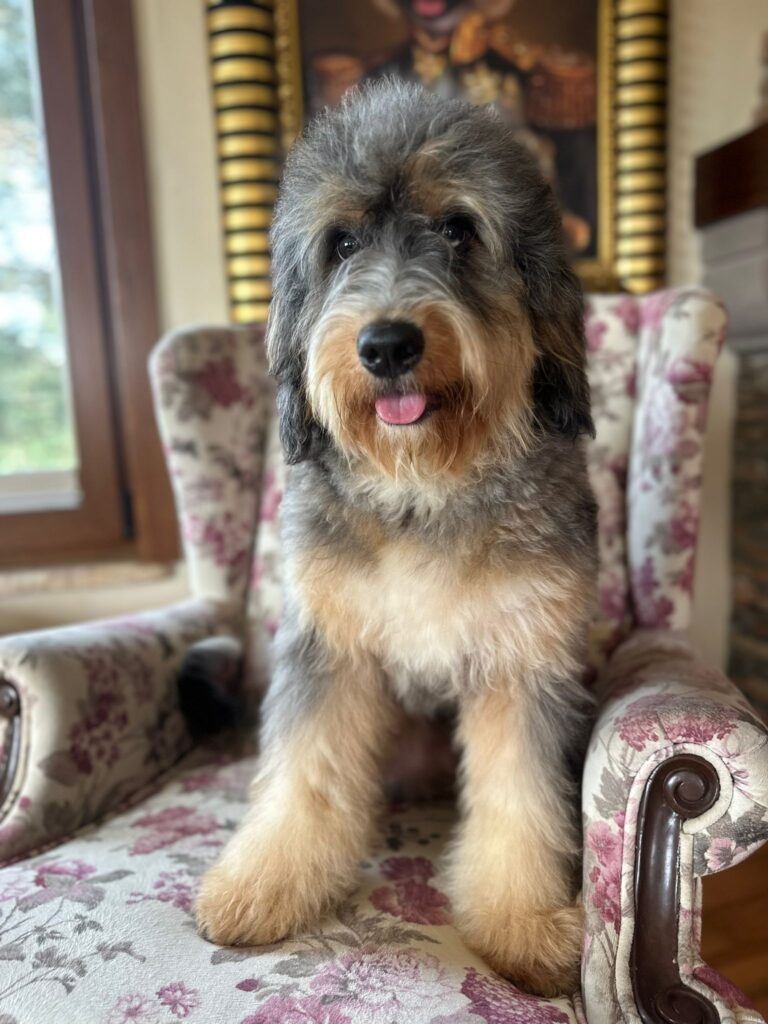 Odin — Blue Merle Phantom Bernedoodle | Royal Doodle Haus