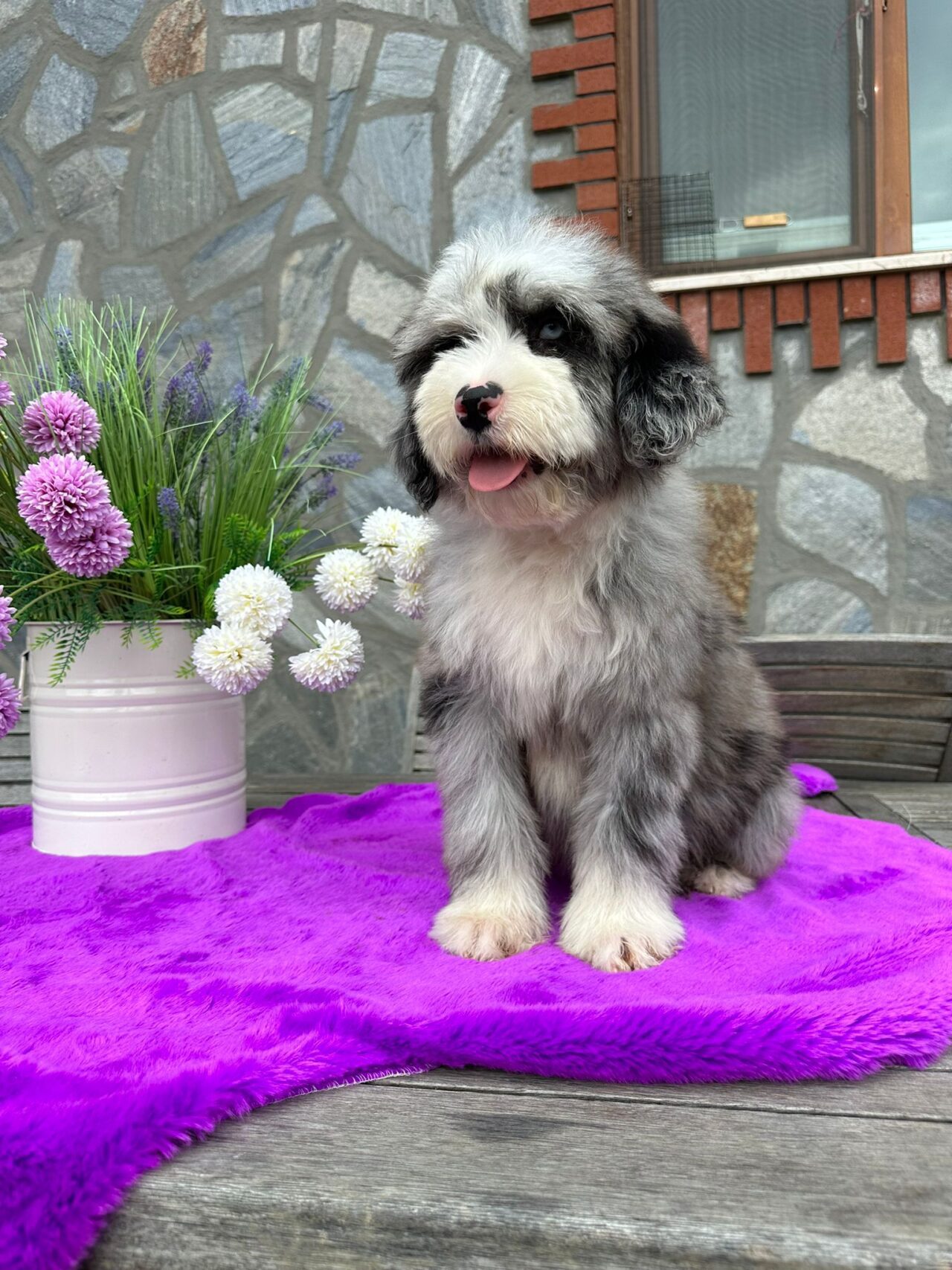 Sandra, Blue Merle Aussiedoodle, Standard Size | Royal Doodle Haus