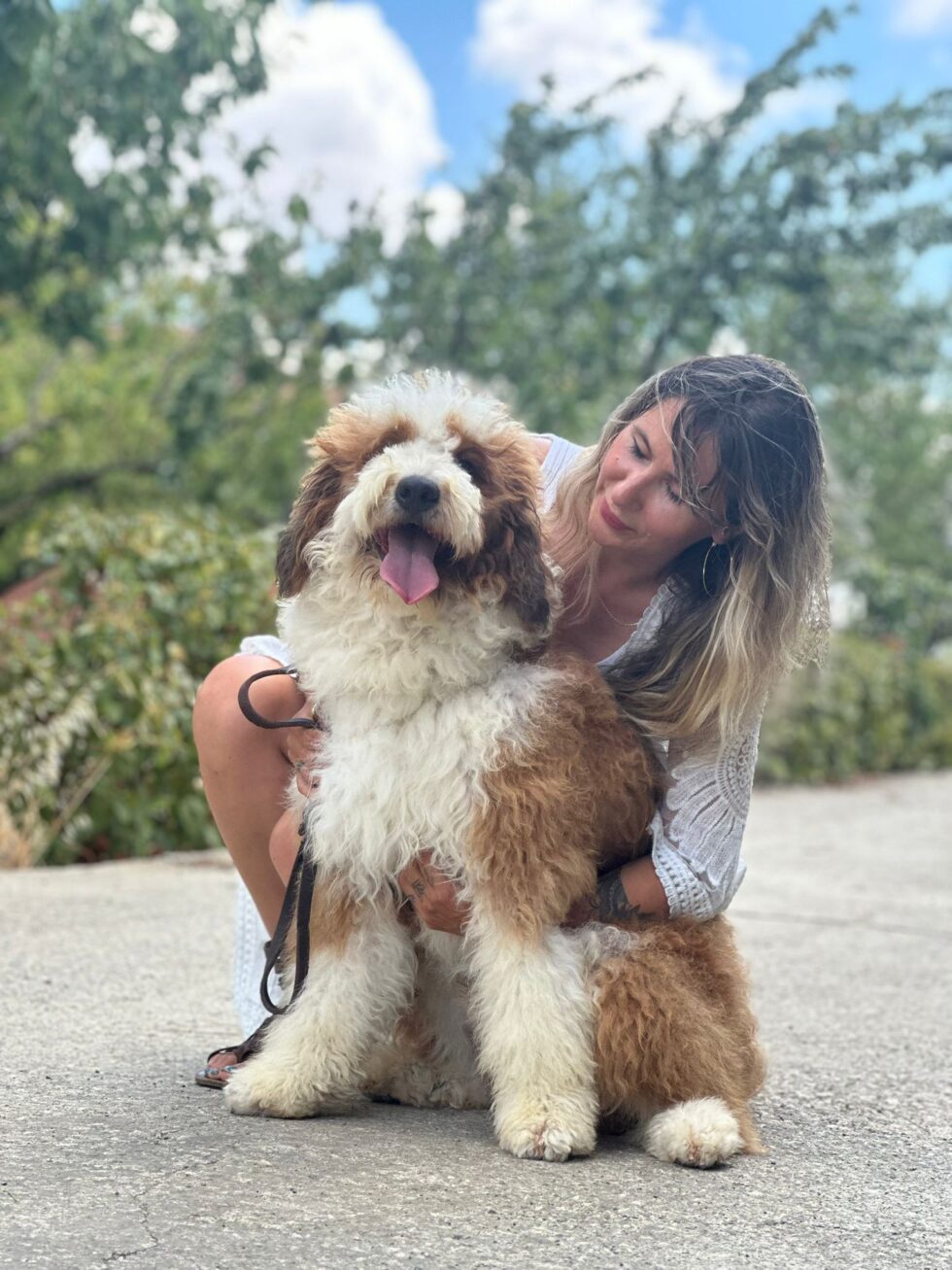 Bernedoodle Puppies | Royal Doodle Haus