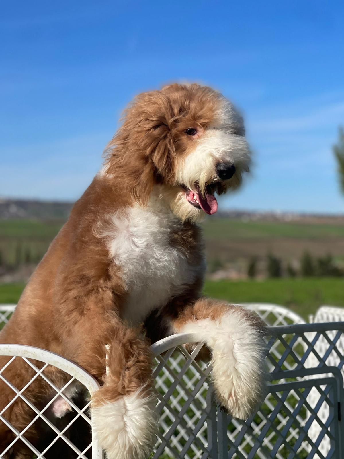 How Many Types of Poodle Are There?: A Guide to Standard, Miniature ...